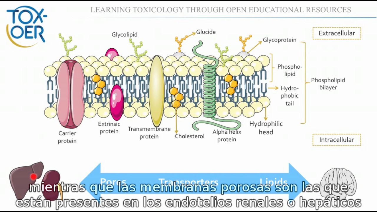 2.1.2. Tipos de membrana y estructura - YouTube
