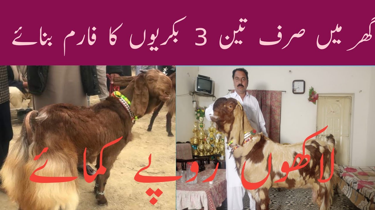 Pothwari Goat farming in Pakistan |Bakri | Goat farming business ideas ...