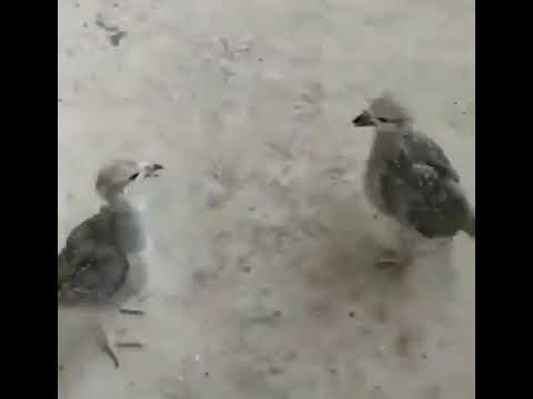 чанги кабк чуча