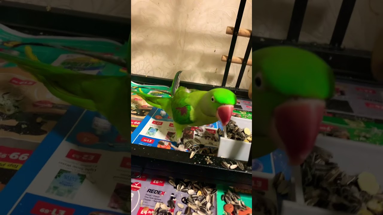 Hungry parrot! - YouTube