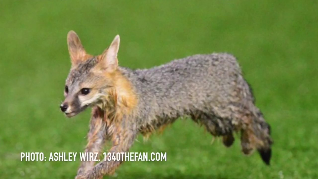 Texas Tech Fox Ejected From The Jones! - YouTube
