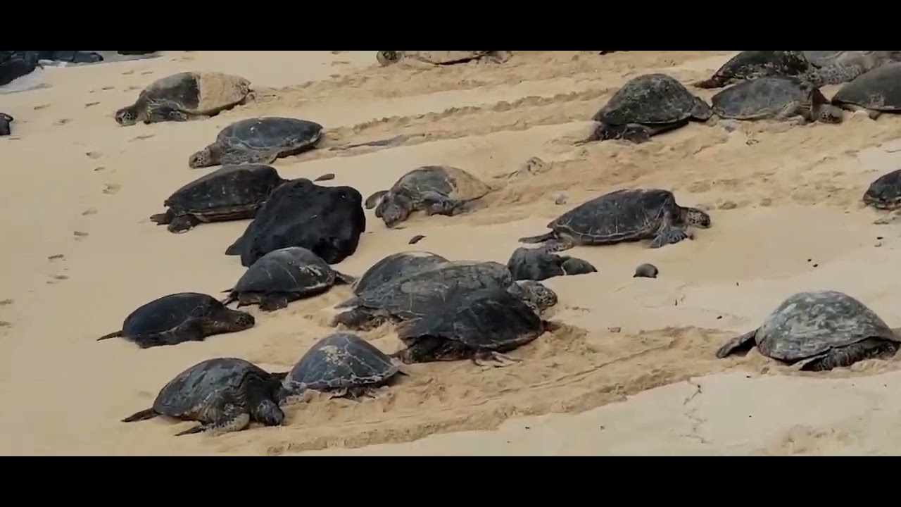 Sea turtles and surfer at Hookipa Paia Maui Hawaii - YouTube
