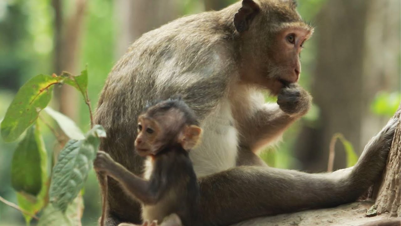 Mama Nanda carry Cute Elee in Stead of Mum Ellen -on Apr22,2023/VS.1081 ...