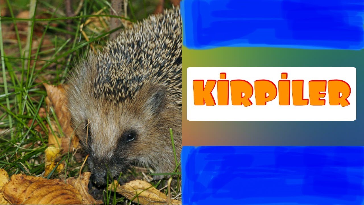 KİRPİLER İLE İLGİLİ BİLGİLER - YouTube