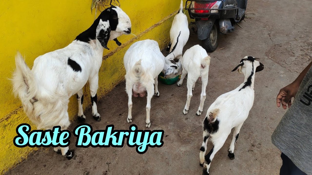 saste bakriya available in chandrayangutta Hyderabad | beetal breeder ...