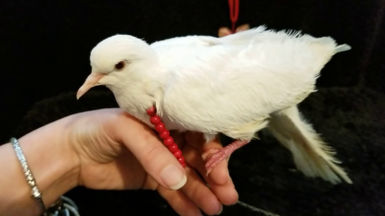 Albino Fan-tail Dove Red Gems - YouTube