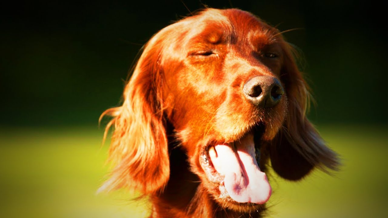 Sneezing Dogs 😂😂 Cute Dogs Reaction While Sneezing (Part 2) [Funny Pets ...