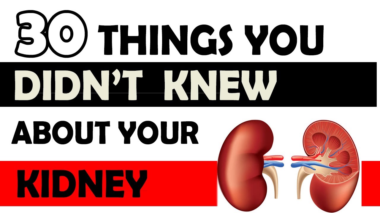 30 Things That You Didn't Knew About Your Kidneys | Facts About Your ...