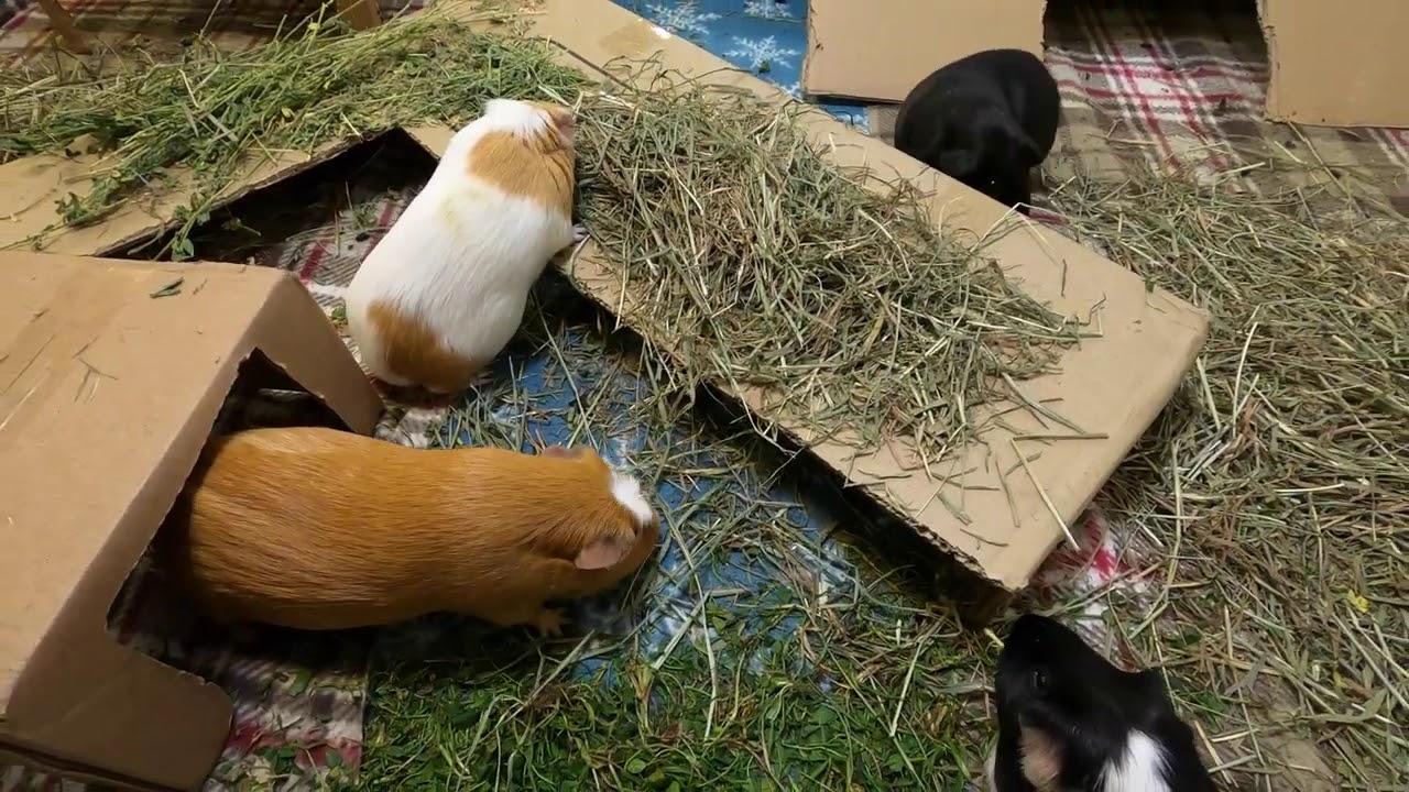 Guinea pig playground upgrade - hay on the roof! - YouTube