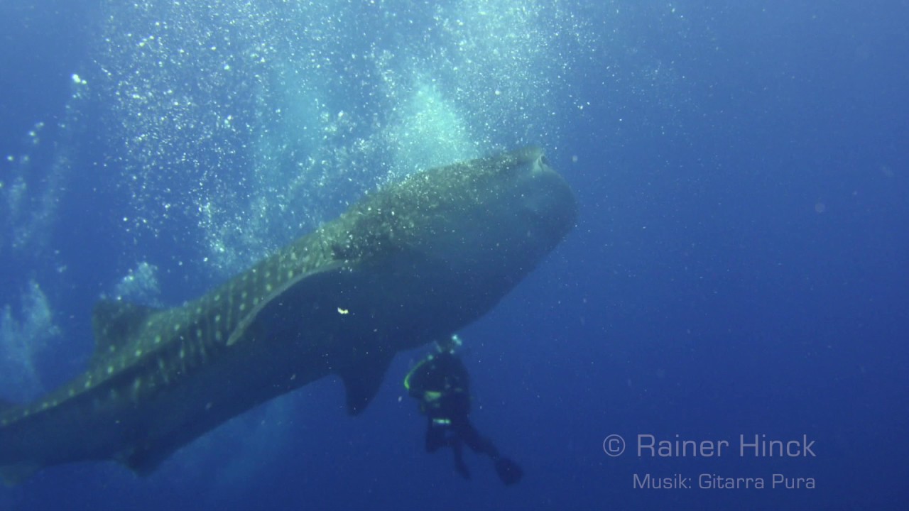Best of Malpelo - YouTube