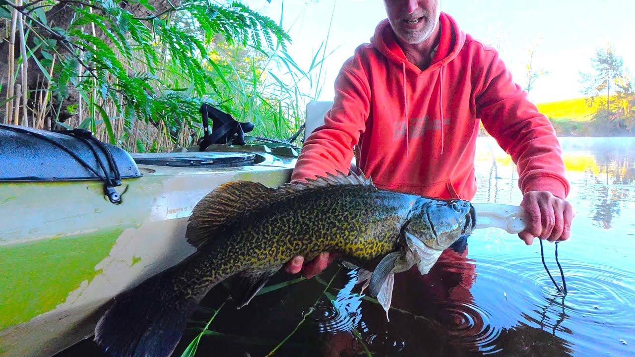 River FULL of COD: MURRAY COD FISHING - YouTube