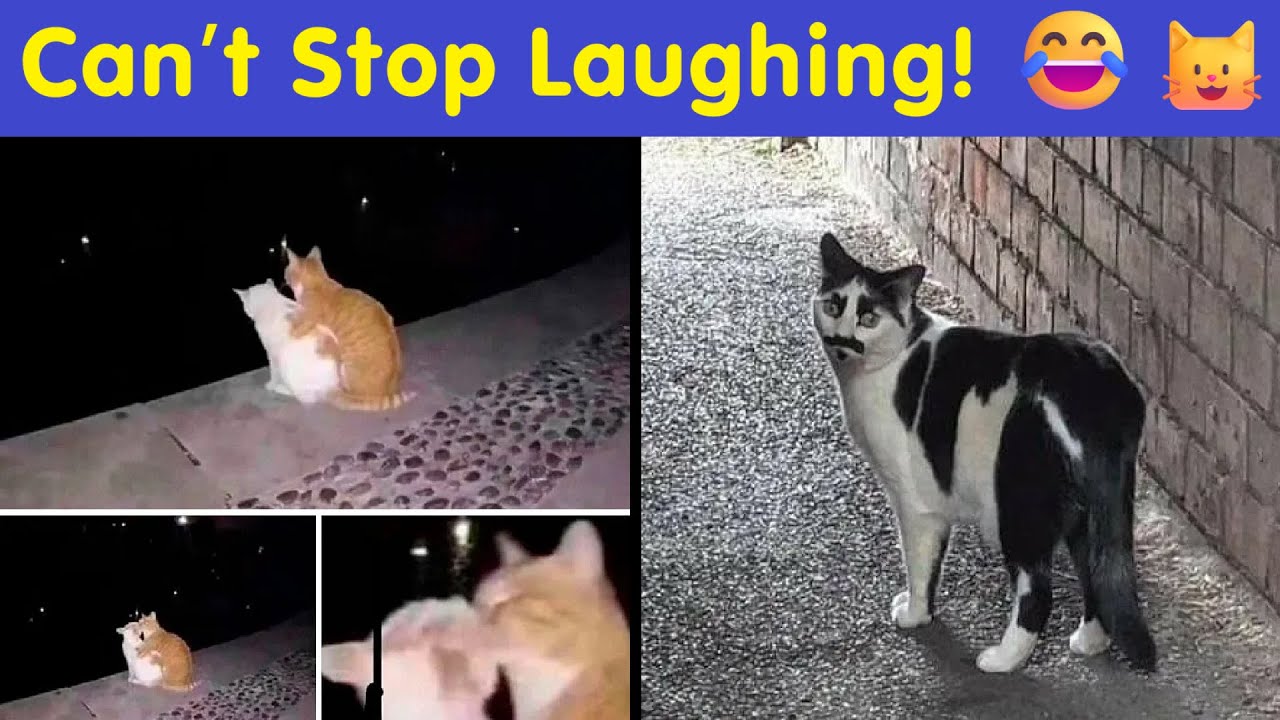 Problems Cat Meme