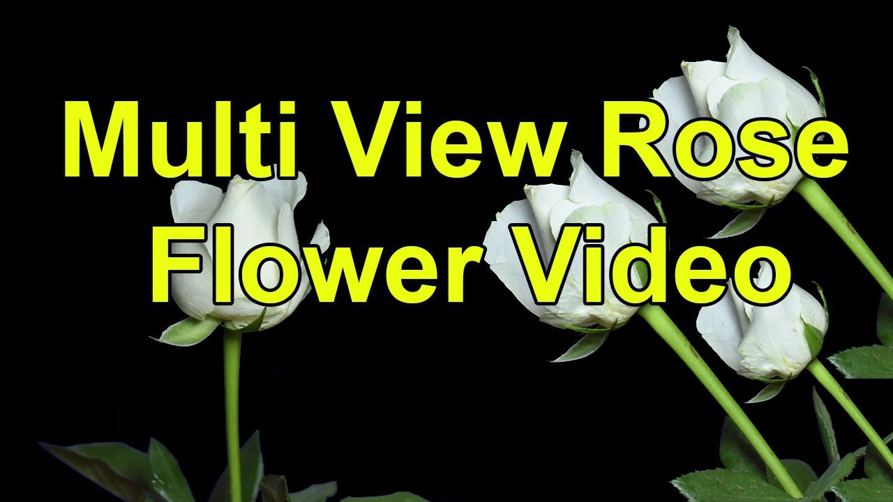 Green Screen White Rose Flower Four view Video/Free Green Screen Video ...