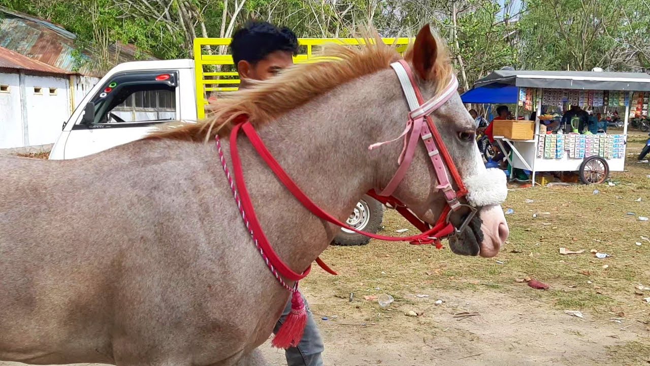 KUDA PACU LOKAL | INDONESIAN HORSE RACING | PACUAN KUDA PART 50 - YouTube