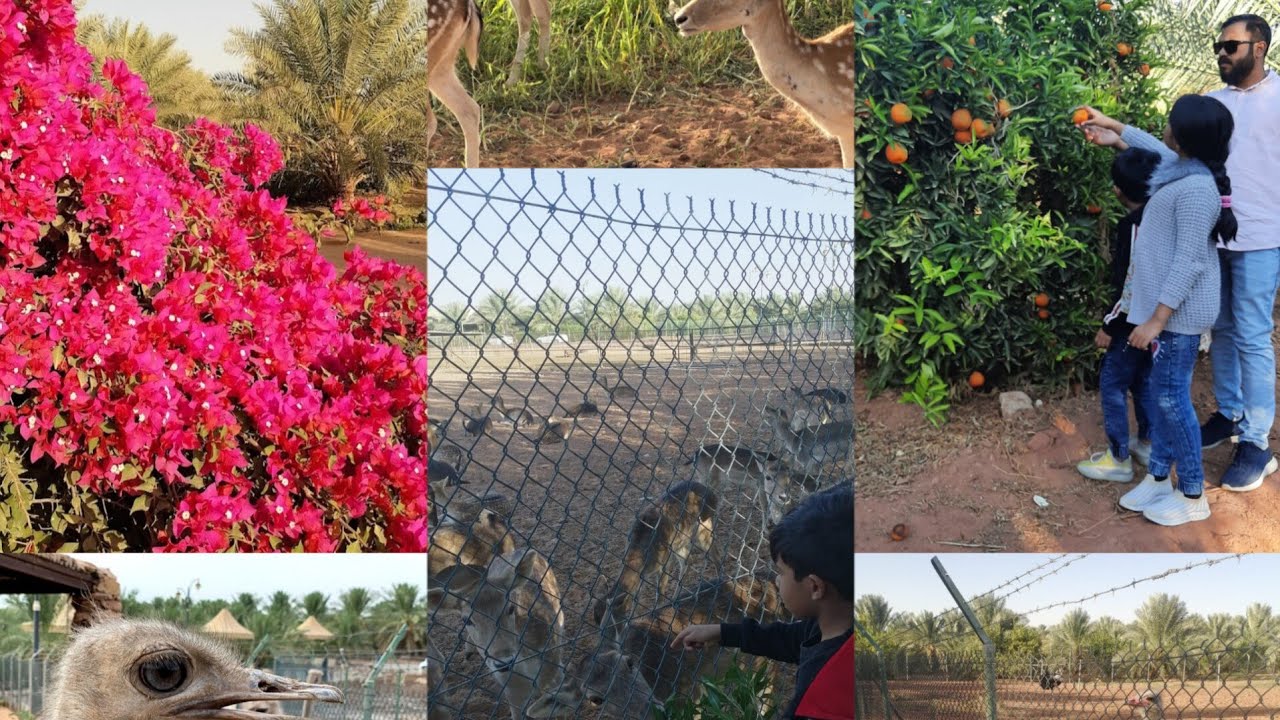Deer farm in Buraidah| Saudi Arabia - YouTube