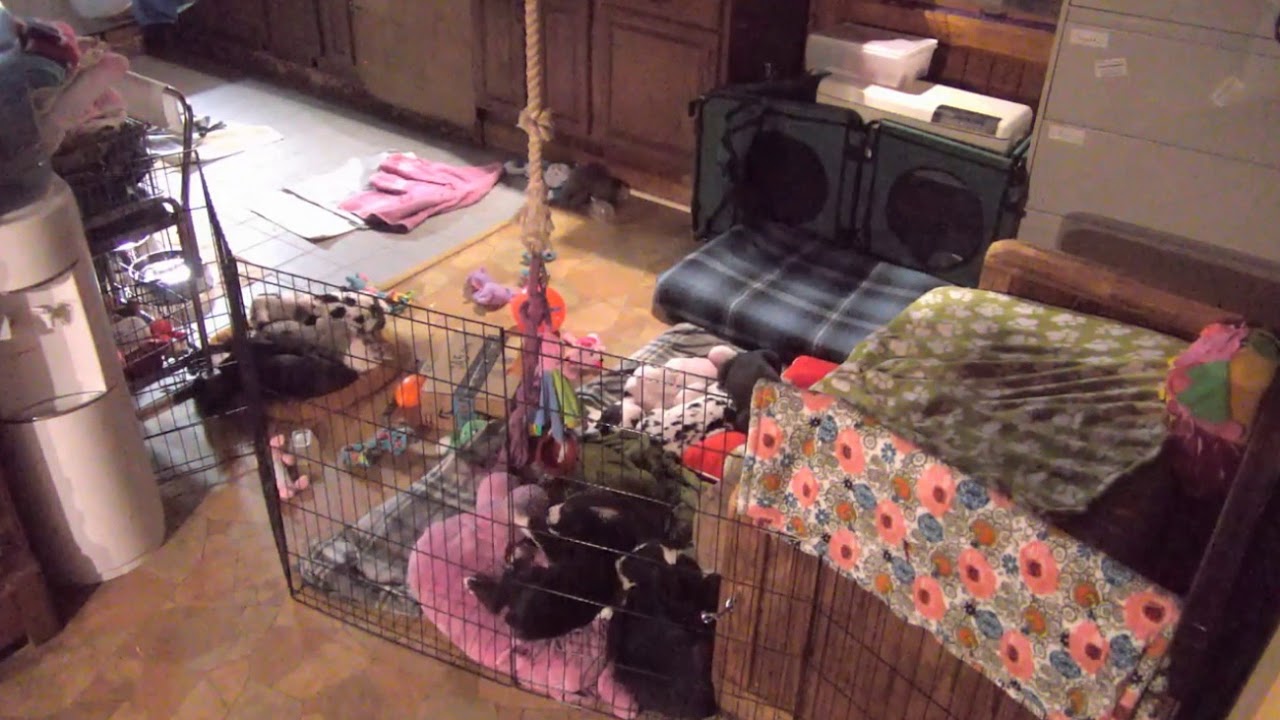 Tigger Pooh returns to Poohs after 130am 462018 - YouTube