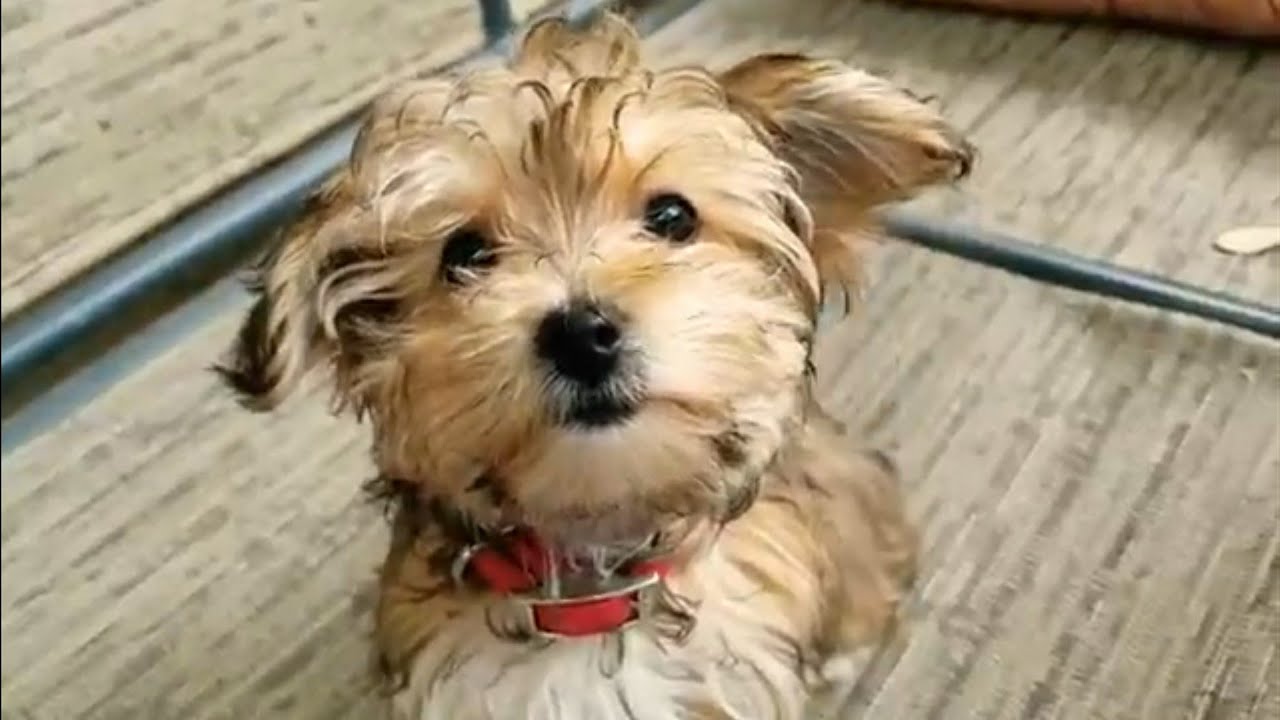 Morkie / Yorkie vs Carrot 12 weeks old - YouTube