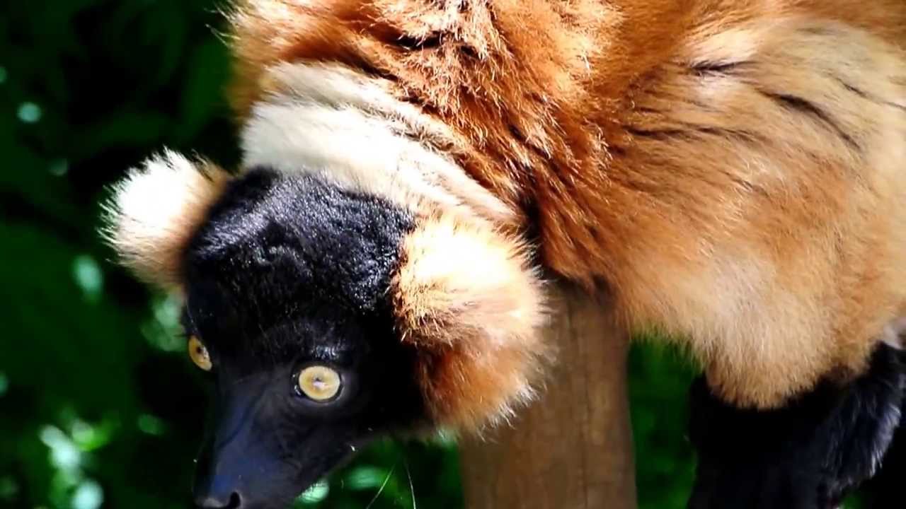 Roter Vari (Varecia rubra) - Red ruffed lemur - Vogelpark Marlow - YouTube