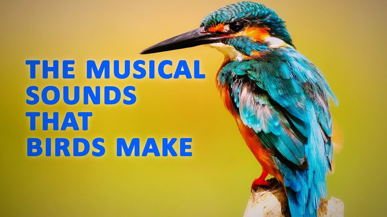 Sounds Of BIRDS For One Hour YouTube sounds-of-birds-for-one-hour-youtube