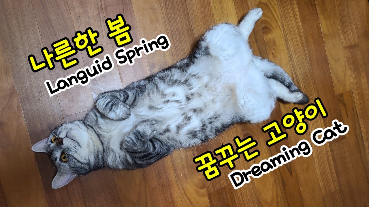 (Sub) 나른한 봄, 꿈꾸는 고양이 / Languid Spring, Dreaming Cat - YouTube