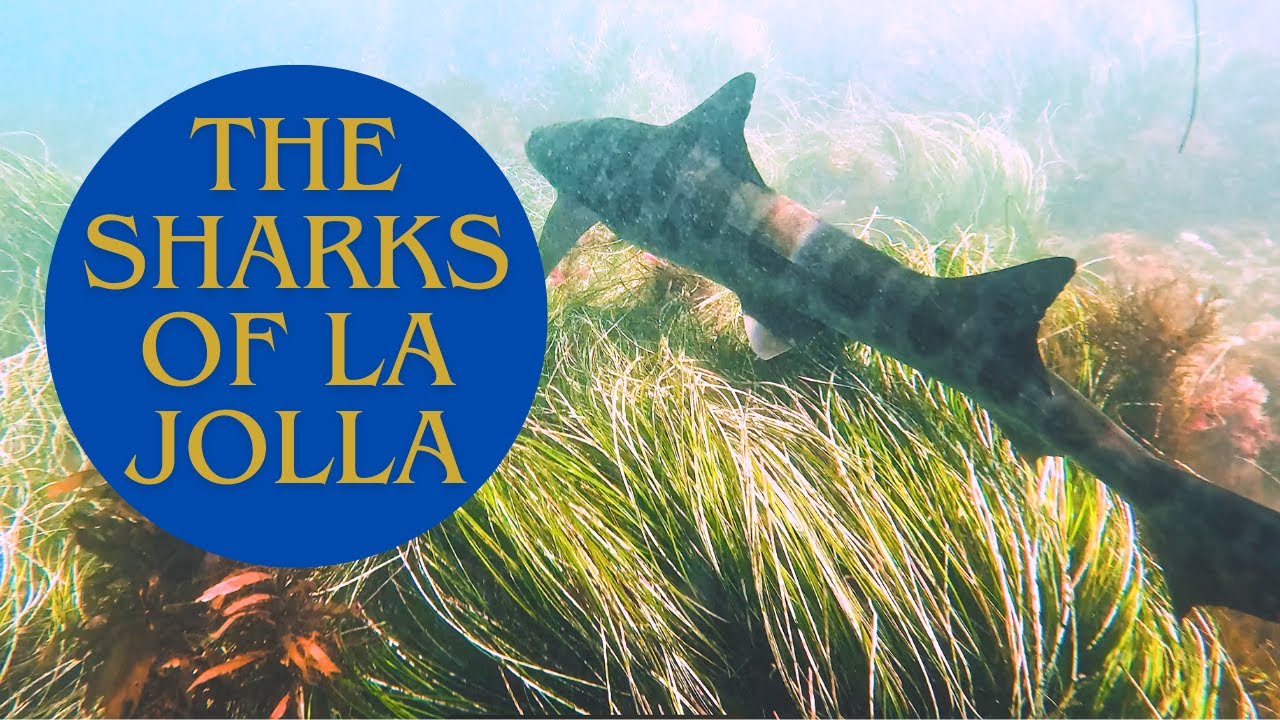 The Sharks of La Jolla - YouTube