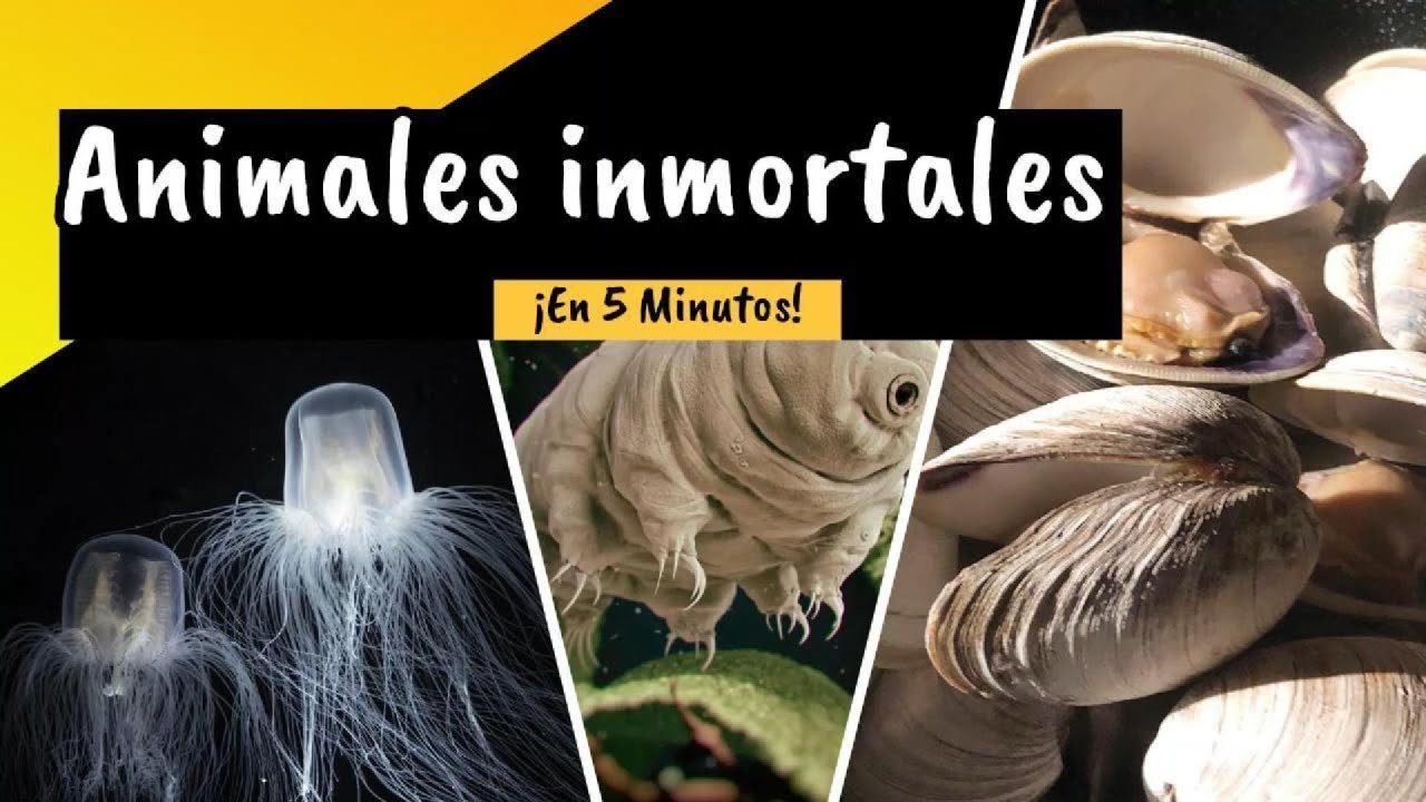 Animales Inmortales | En 5 Minutos - YouTube