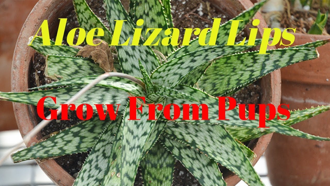 Grow Aloe Lizard Lips From Pups - YouTube