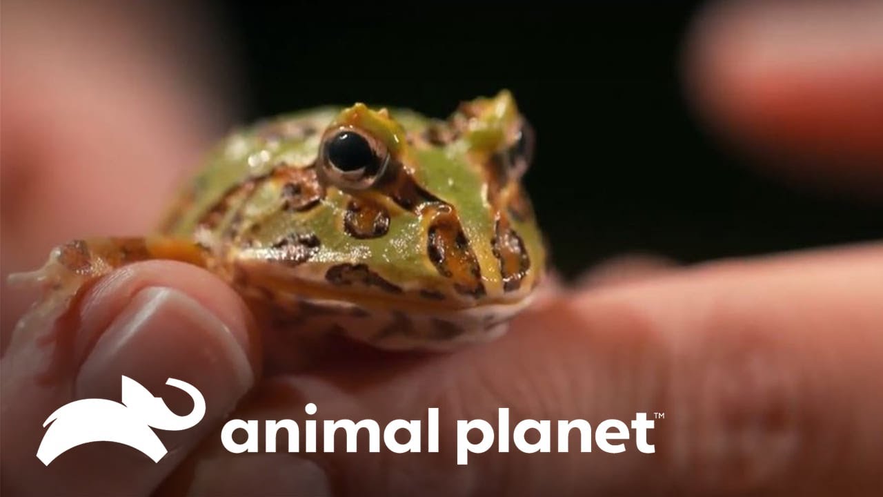 El secreto detrás de la increíble lengua de las ranas| Los Secretos del ...