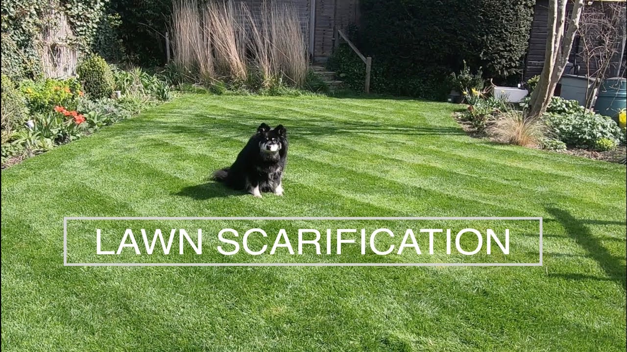 Why, When and How to Scarify your Lawn - YouTube