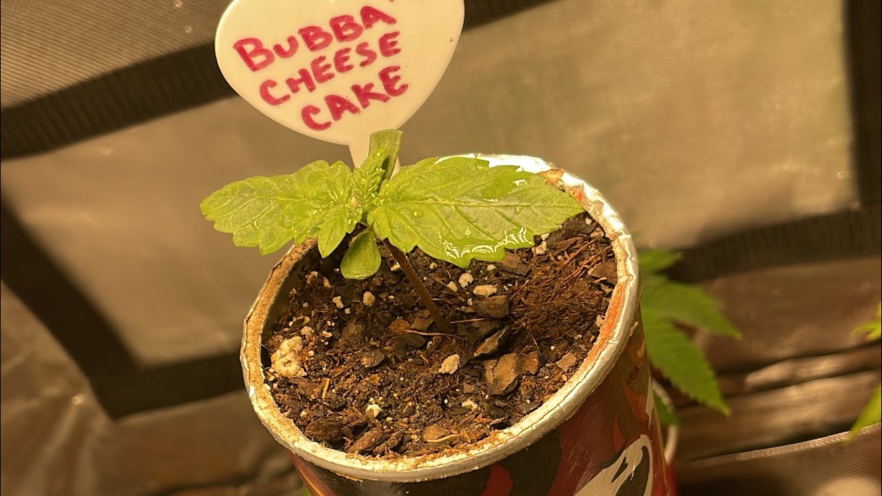 Week 2 (Seedling) Pringles Can Cannabis Grow Off Update # ...