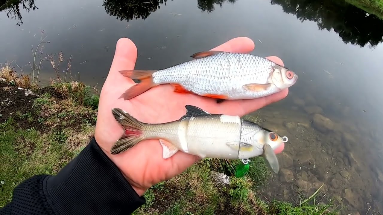 An epic battle: real fish vs rubber fishing lure. Pike attacks ...