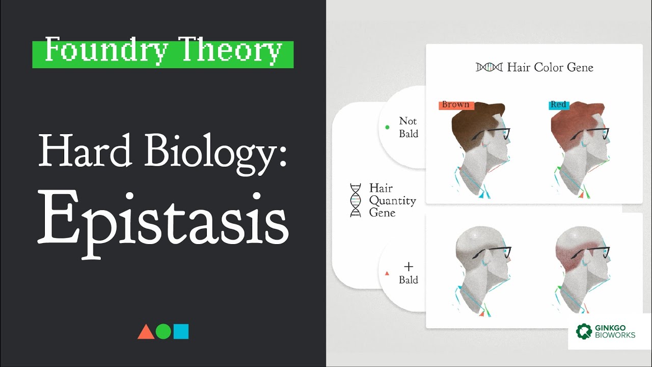 FT017 - Hard Biology: Epistasis - YouTube