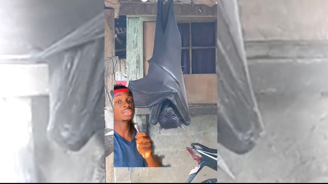 Meet the Megabat (Real Life Dracula??) - YouTube