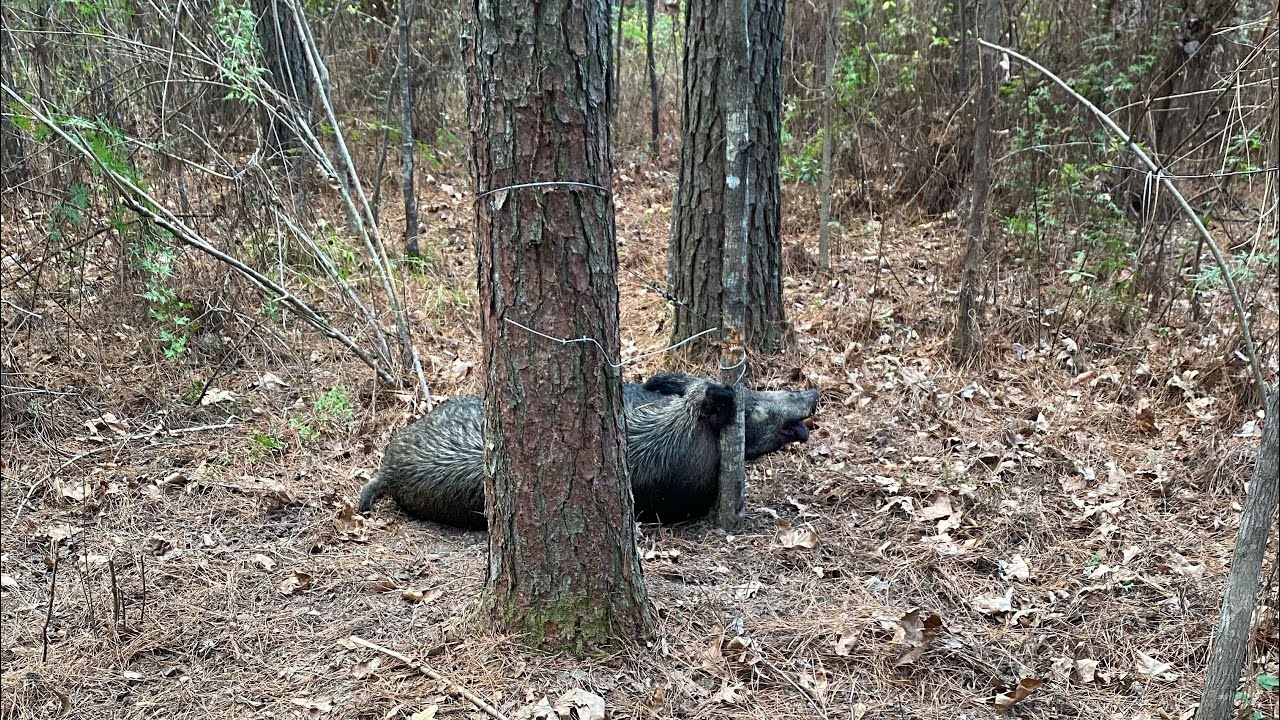 Hog Trapping/Snaring! Cheapest method? - YouTube