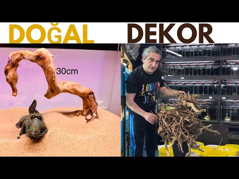 YATİ KÖKÜ VE AKVARYUM DEKORU, akvaryum balıkları