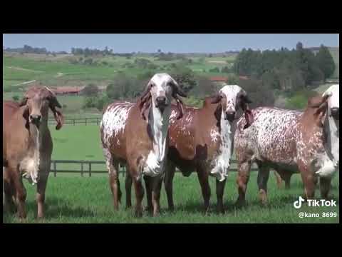 Pure cow Gavshala pure Gir Cow Ghee only 1800 rupees per k.g