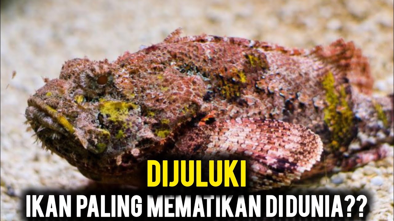 STONE FISH : TAK HANYA MEMATIKAN! IKAN INI JUGA PANDAI BERKAMUFLASE ...
