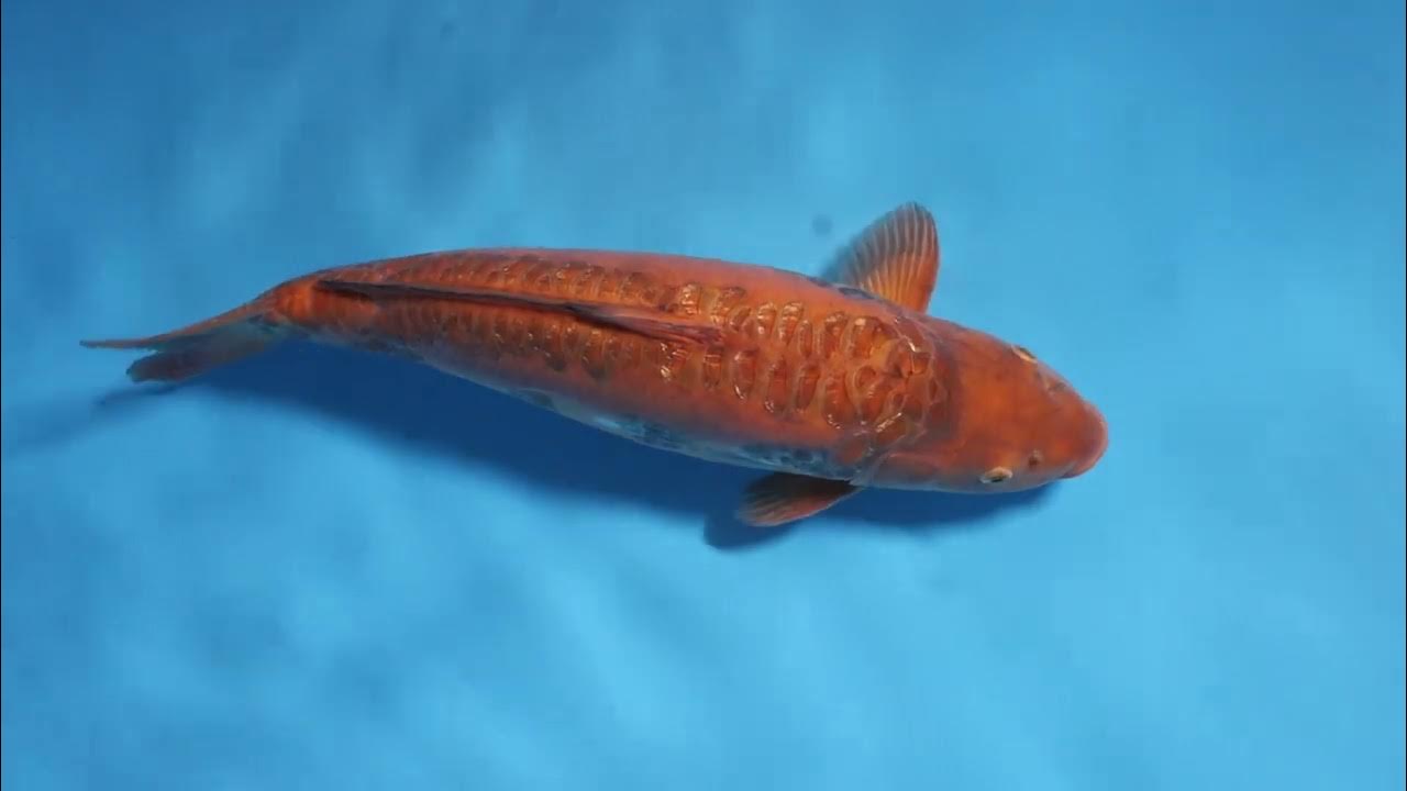 2973 Ginrin Aragoke Caramel - Samudra Koifarm - 50cm - MVI 2980 - YouTube