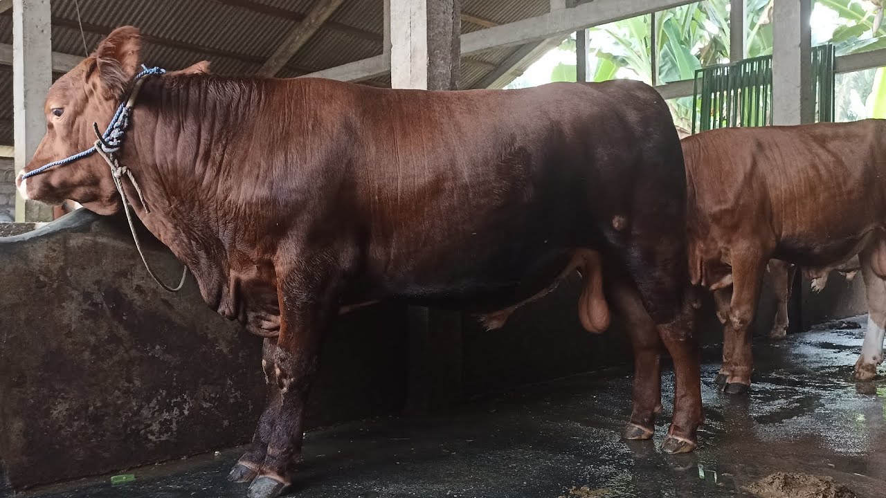 Grandong calon 1 ton up - YouTube