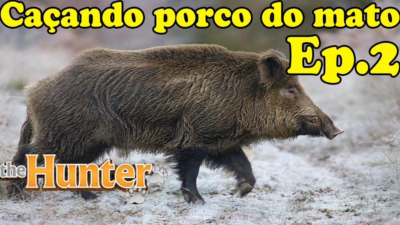 Caçando porco do mato "Diarios de caça" - The Hunter Ep.2 - YouTube