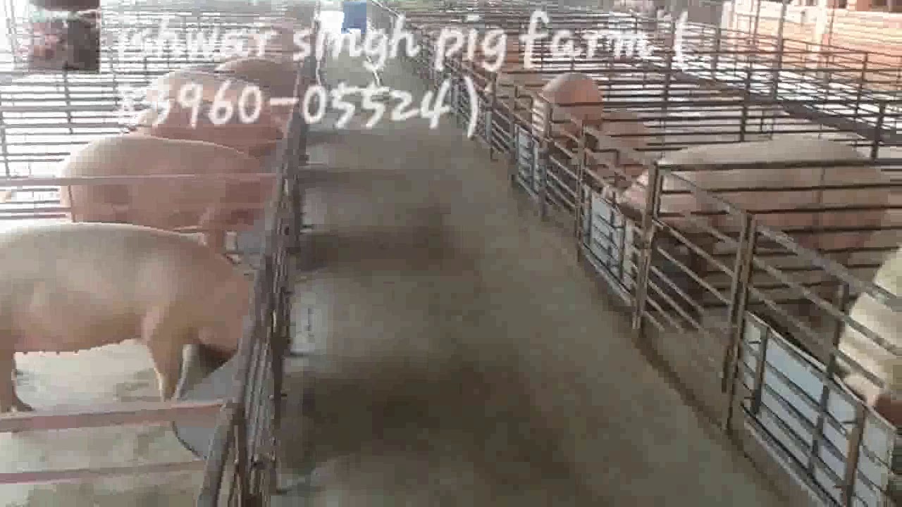 Pig farm in india - YouTube