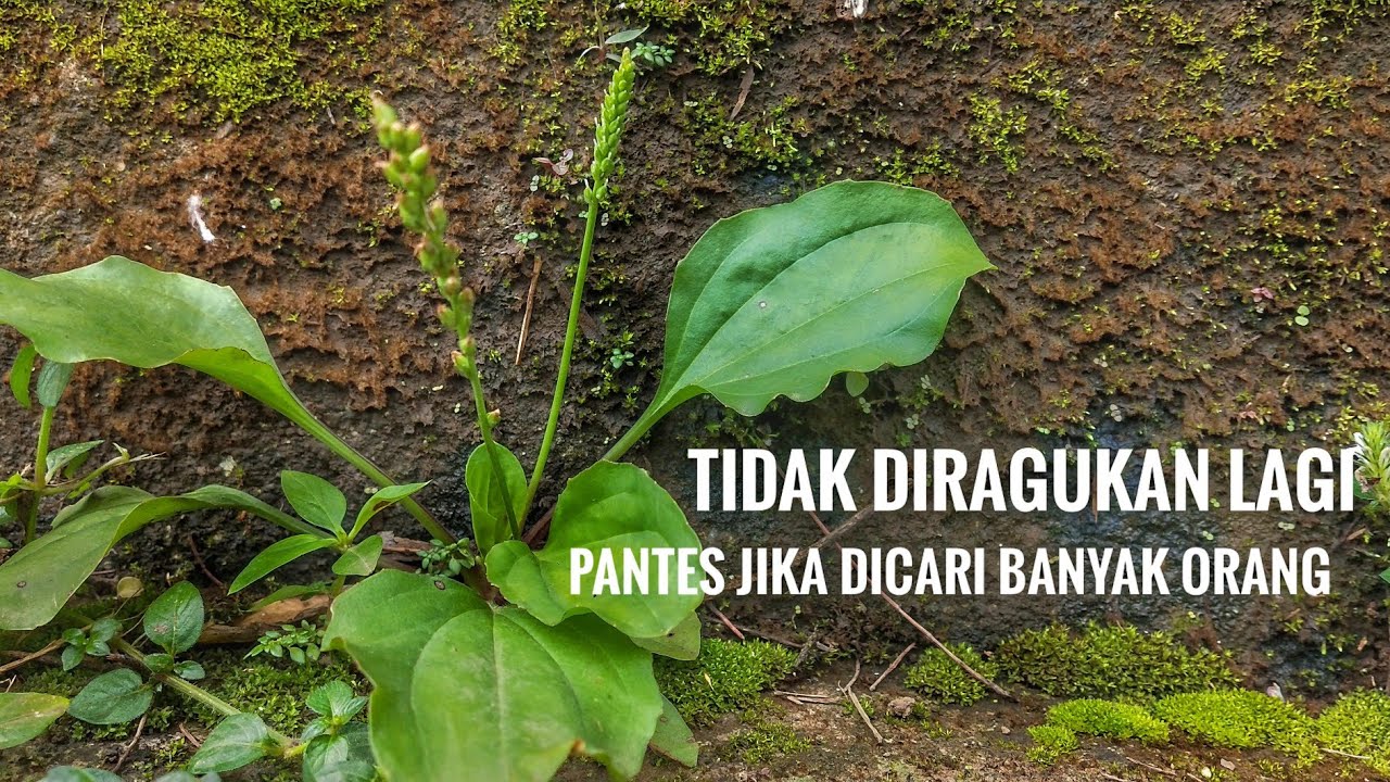 BERAGAM MANFAAT DAUN SENDOK BUAT KESEHATAN TUBUH - YouTube