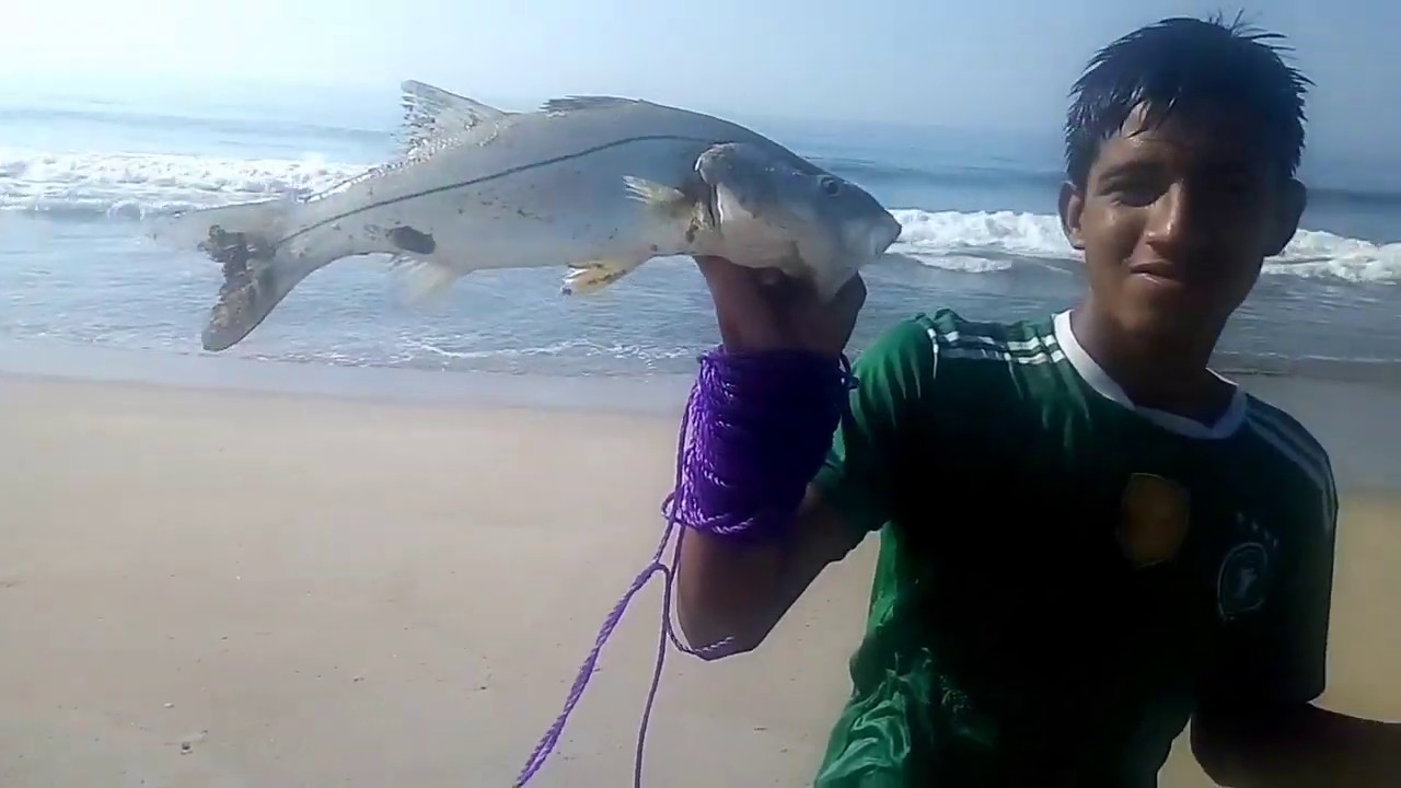 #pesca con #atarraya. PESCA CON ATARRAYA EN EL MAR - YouTube