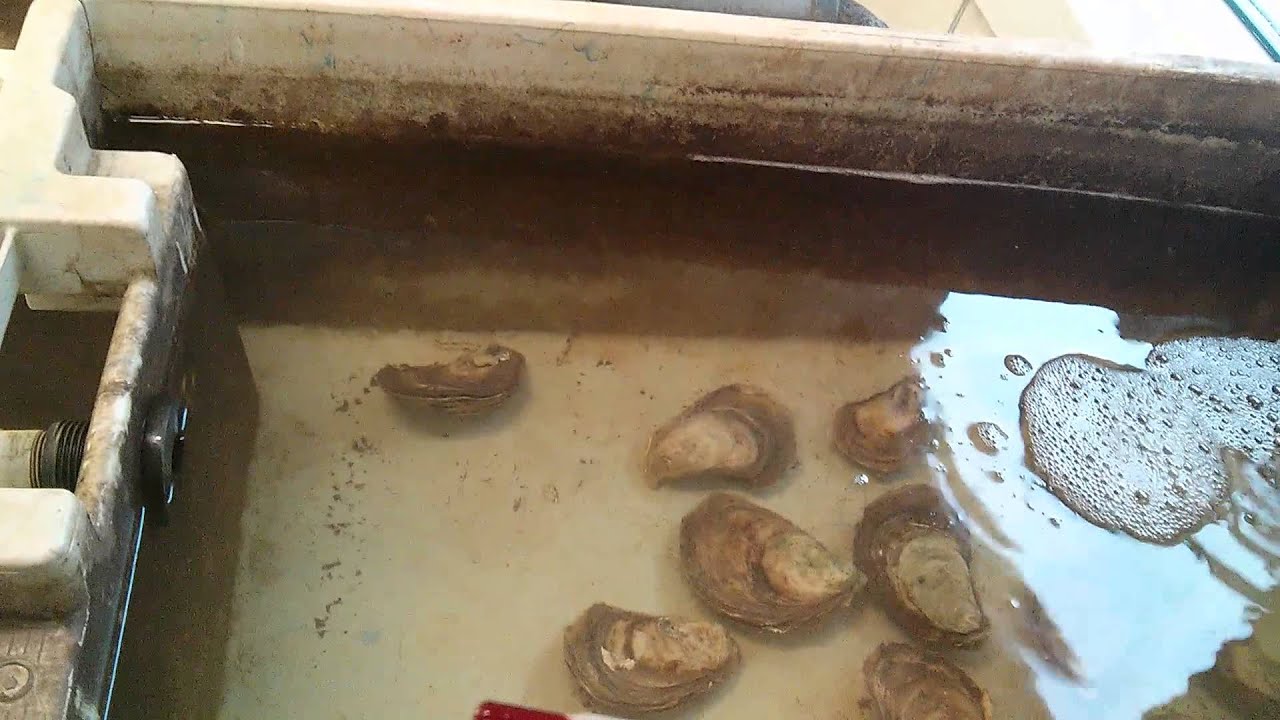 Development of micro shellfish hatchery. - YouTube