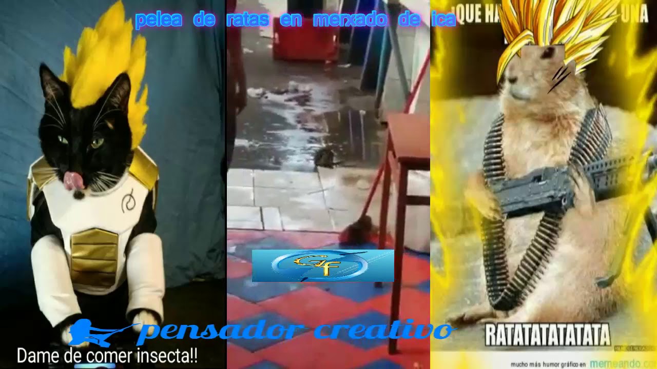 ratas peleando al estilo sayayin-pensador creativo - YouTube