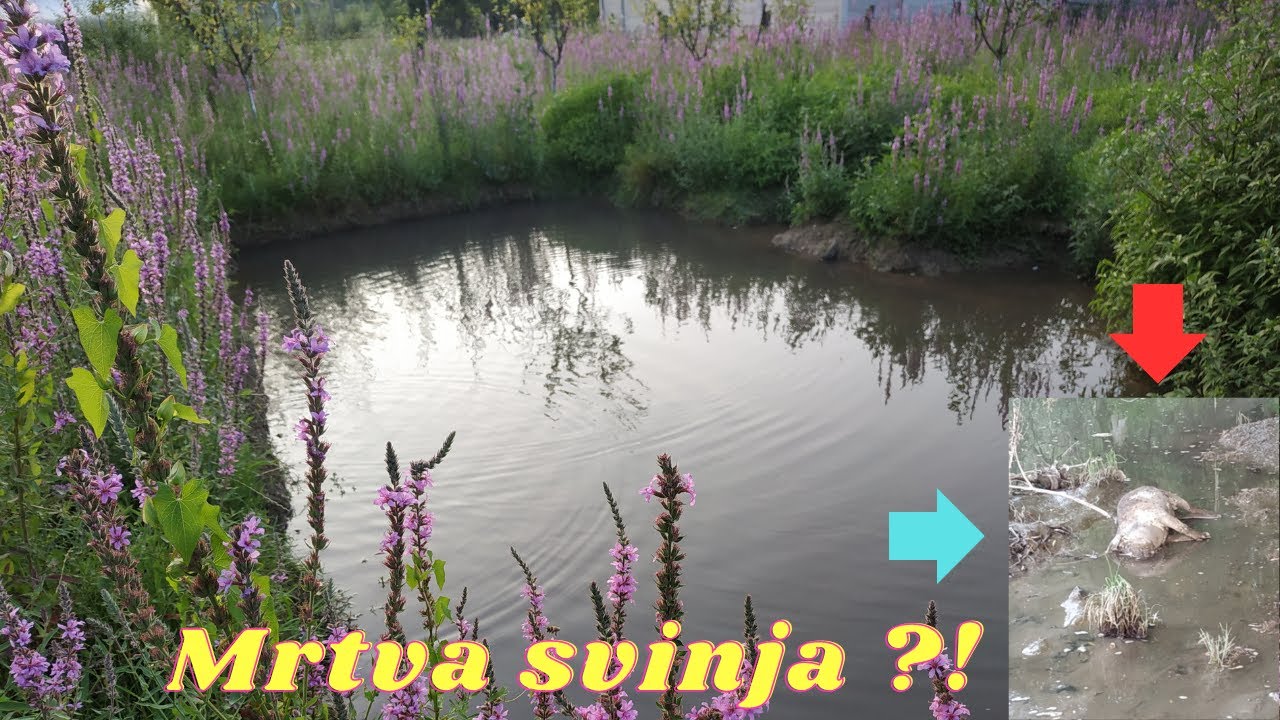 Pecanje ribe za moj ribnjak *(MRTVA SVINJA KRAJ OBALE)* - YouTube
