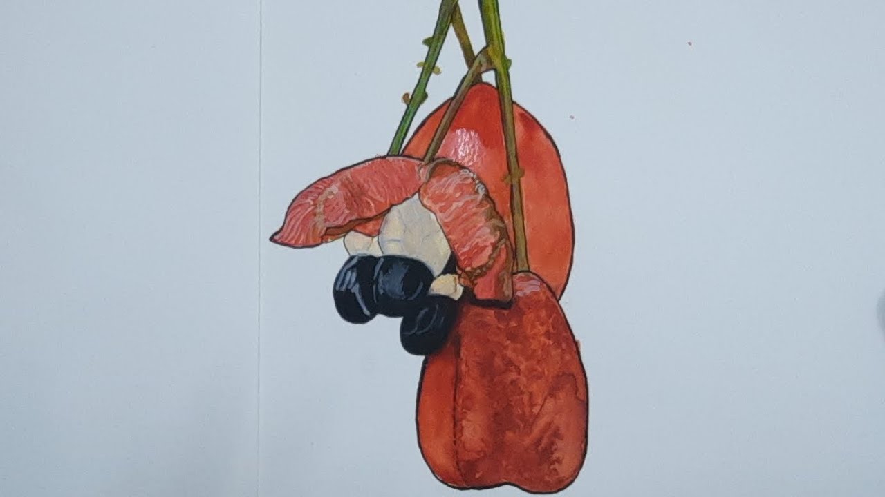 drawing एकी फाल ackee exotic fruit with watercolor #freehanddrawing ...