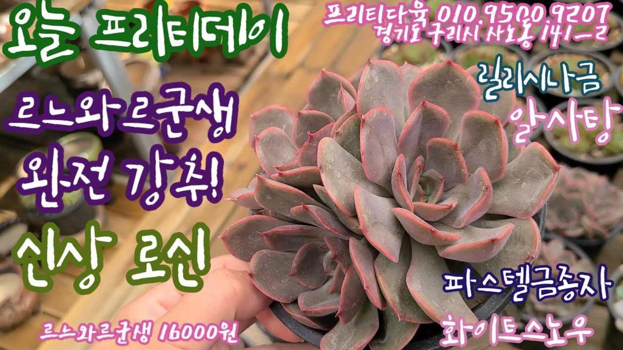 르느와르군생알사탕대품파스텔금종자 강추💕오늘은 프리티데이💕 요즘 인기만점 군생과 철화로 만나요 프리티다육 0109500