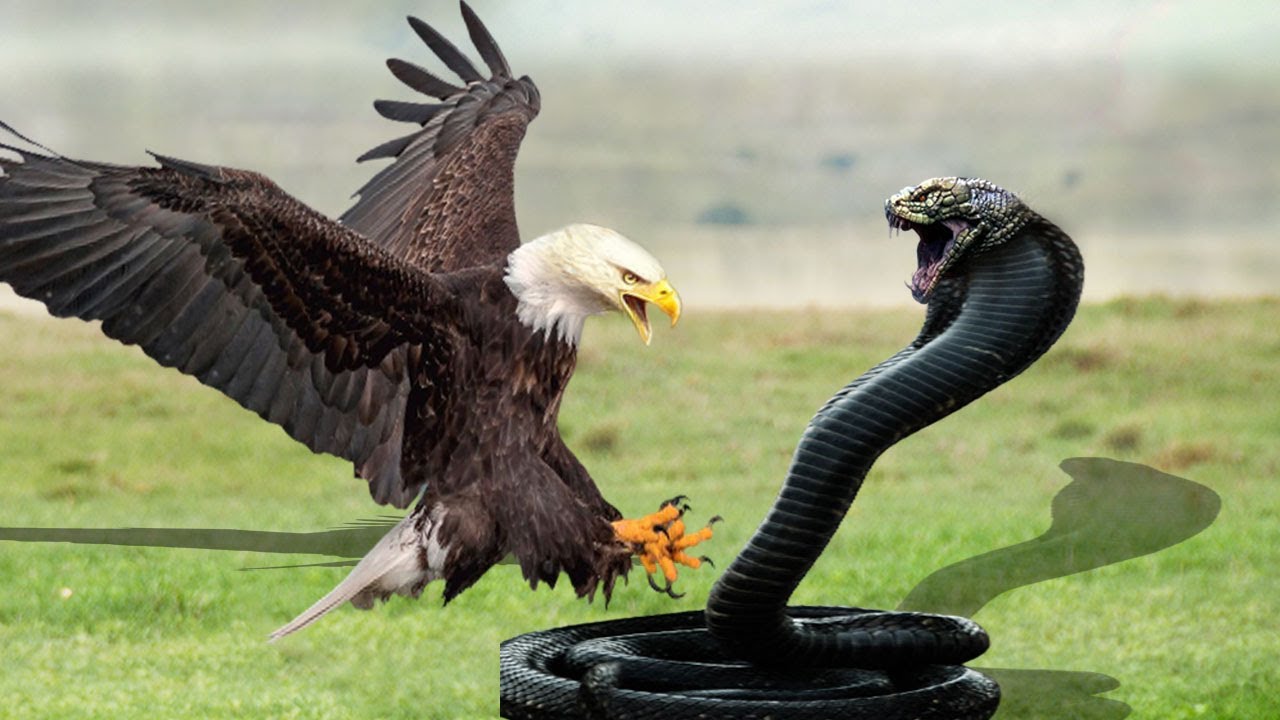 The Horror Battles Of The Eagle Vs Cobra In The Animal World - Eagle Vs ...