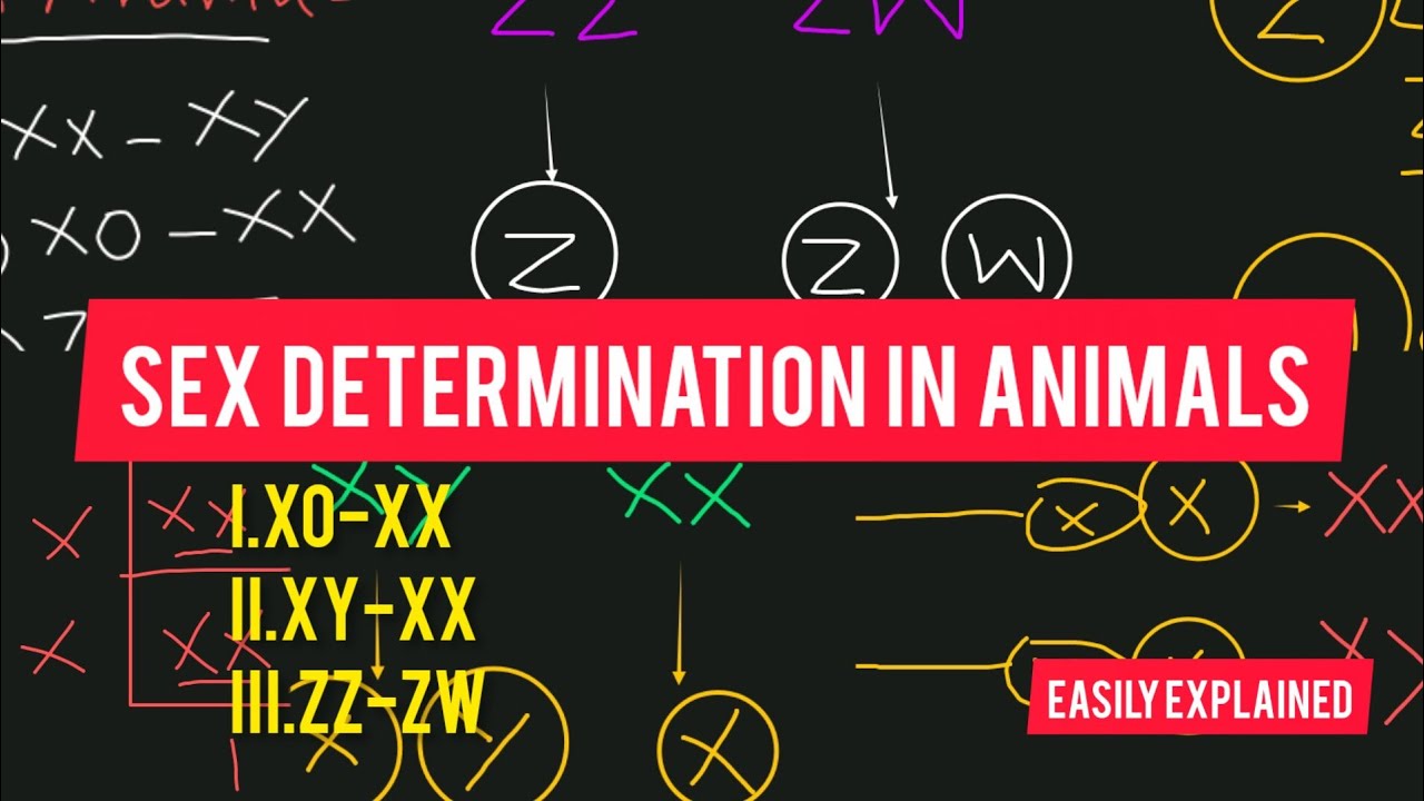 Sex Determination in Animals - YouTube